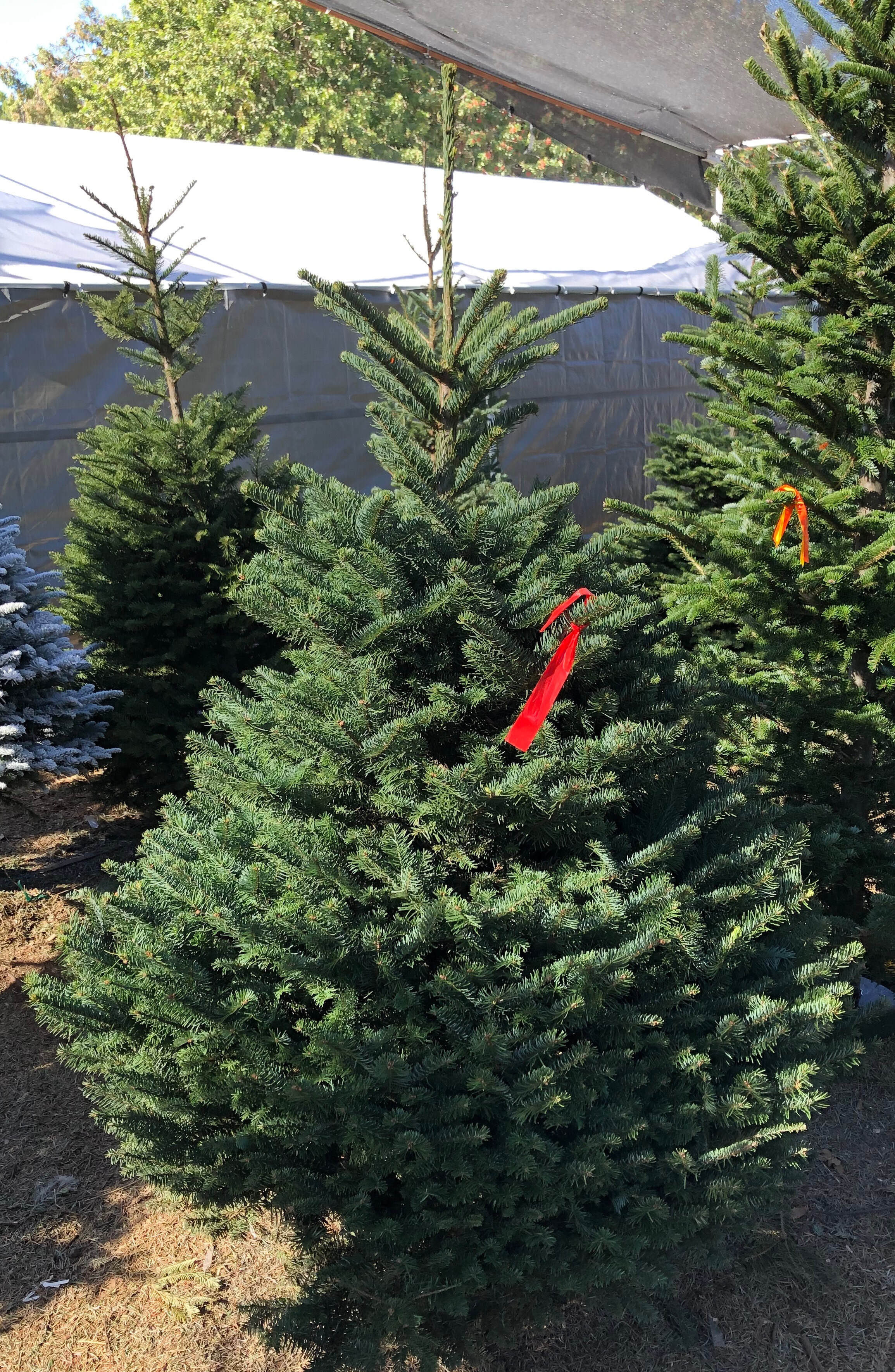 Noble Fir | Christmas Ranch Tree Farms
